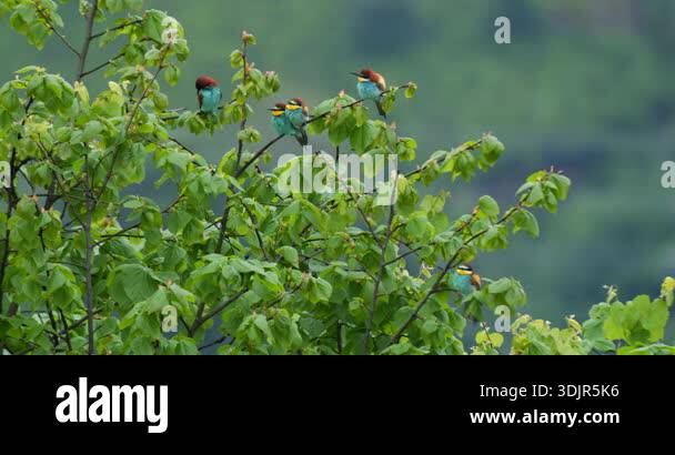 Wildlife - Birds. European Bee-eaters, who like warm climates ...