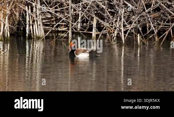 Wildlife - birds. The red-crested pochard is a diving duck. They live ...