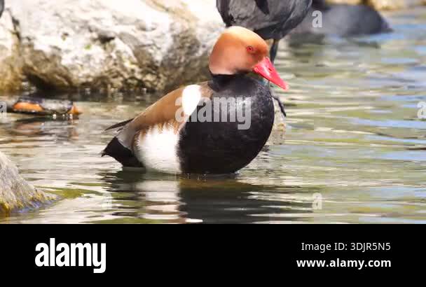 Wildlife - birds. The red-crested pochard is a diving duck. They live ...