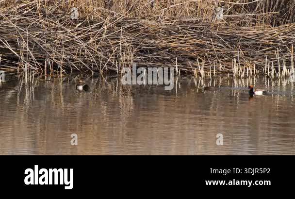 Wildlife - birds. The red-crested pochard is a diving duck. They live ...