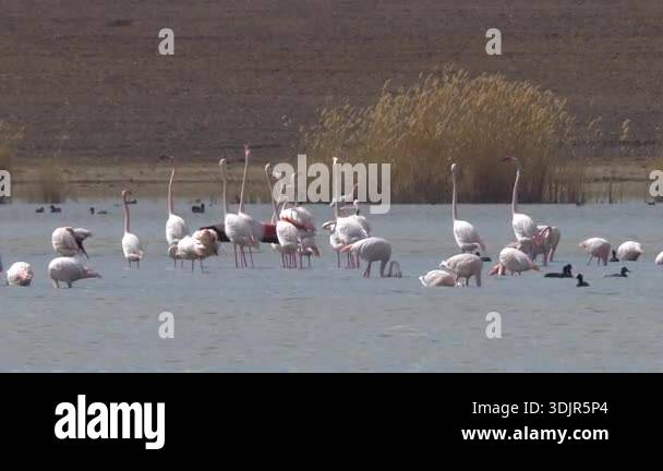 Wildlife - Birds. Flamingos live in large groups in lakes, salt lakes ...