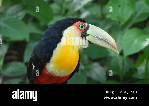 rainforest tucan bird close up Stock Video Footage - Alamy