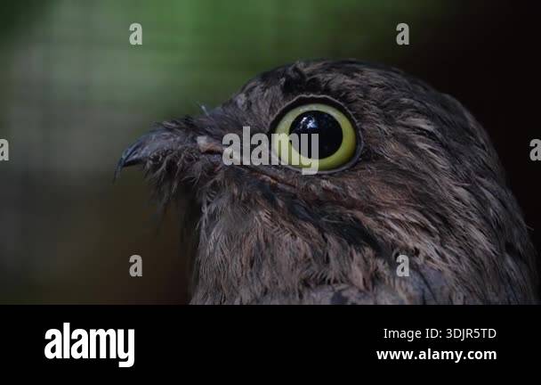 common potoo bird close up Stock Video Footage - Alamy
