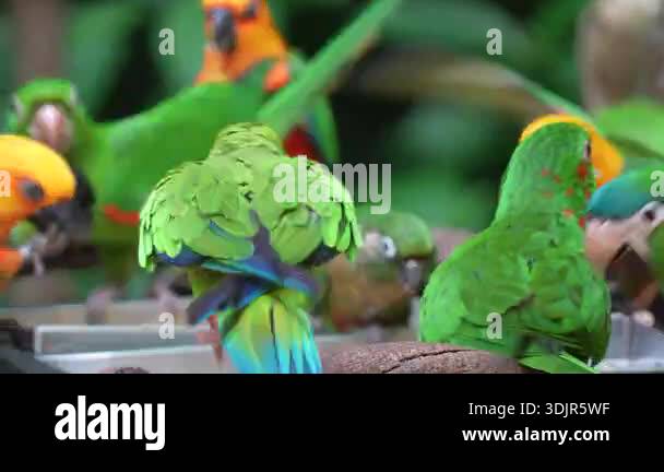 Corlorful rainforest parrot bird detail in Brazil Stock Video Footage ...