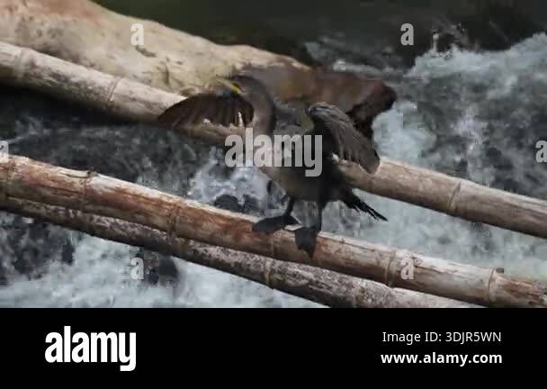 rainforest cormorant in iguazu river falls Stock Video Footage - Alamy