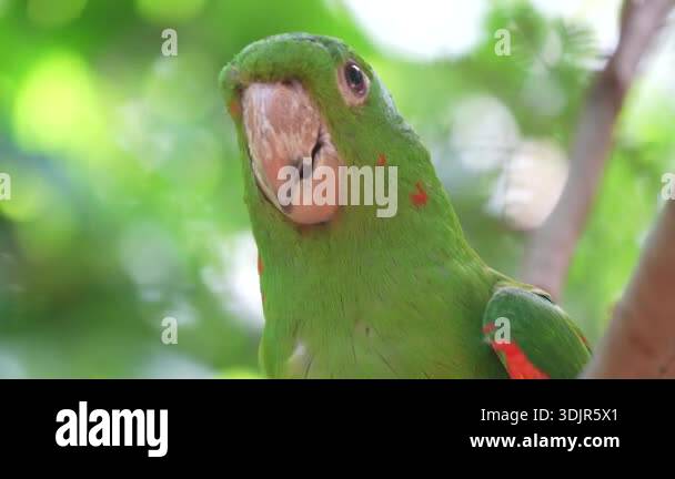 Corlorful rainforest parrot bird detail in Brazil Stock Video Footage ...