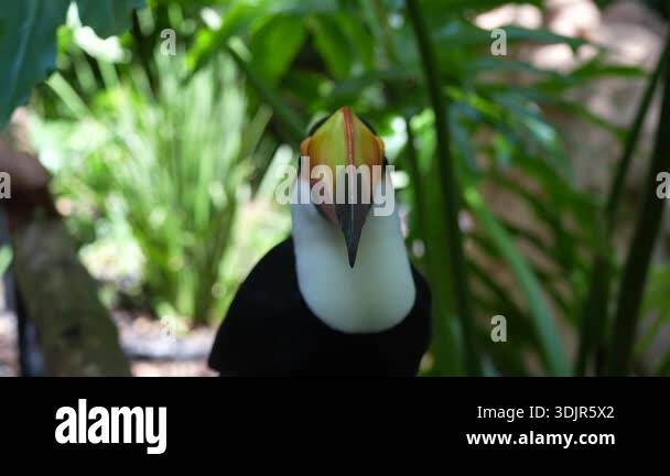 rainforest tucan bird close up Stock Video Footage - Alamy