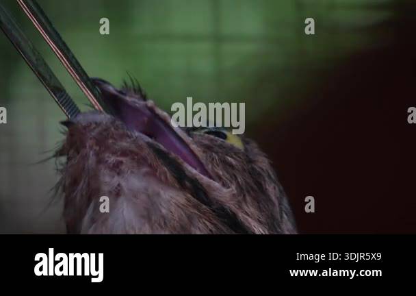 common potoo bird close up Stock Video Footage - Alamy