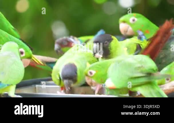 Corlorful rainforest parrot bird detail in Brazil Stock Video Footage ...