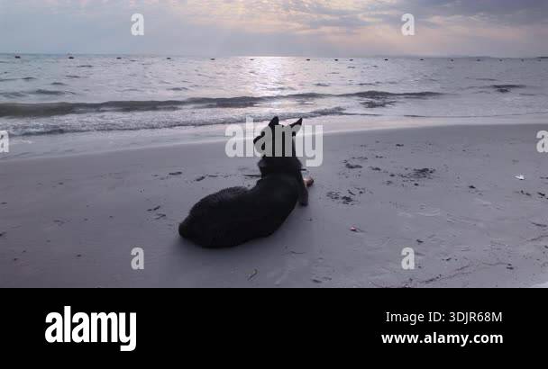 German Shepherd dog lying on a sandy beach and watching the waves at ...