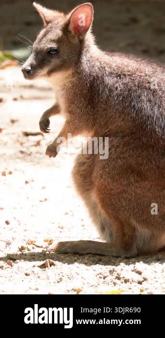 Red necked wallaby sits and eats on sandy ground in a natural ...