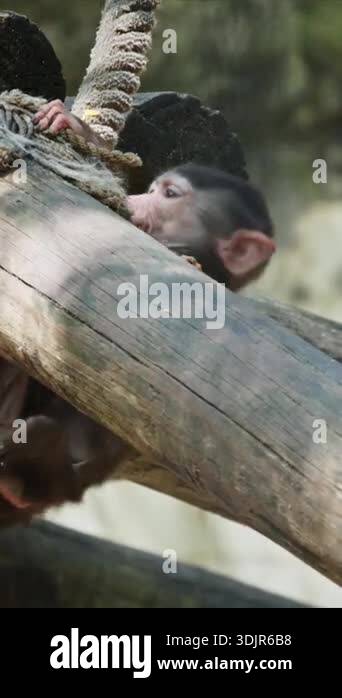 Young baboon learning to walk on wooden beams in a zoo Stock Video ...
