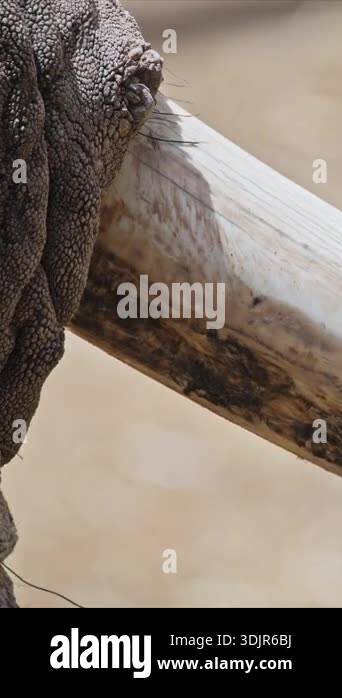 Close up of an elephants ivory tusk, highlighting its size and texture ...