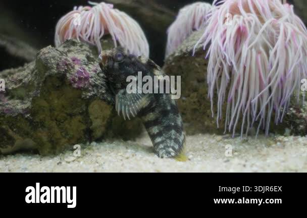 Striped blenny fish resting on the sandy ocean floor next to a pink sea ...