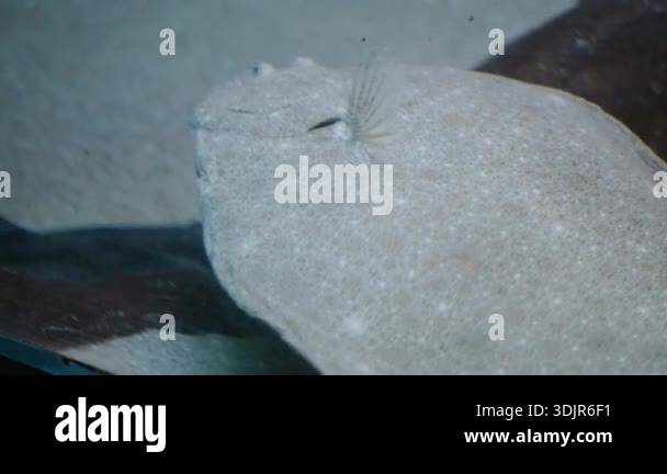 Flounder fish perfectly camouflaged on the sandy bottom moving and ...