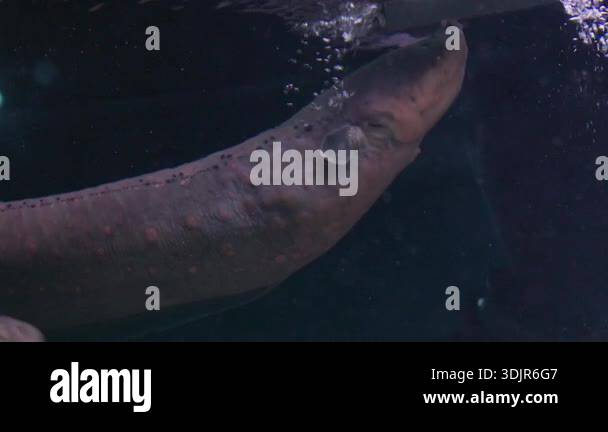 Large electric eel swimming slowly in a dark aquarium past rocks ...