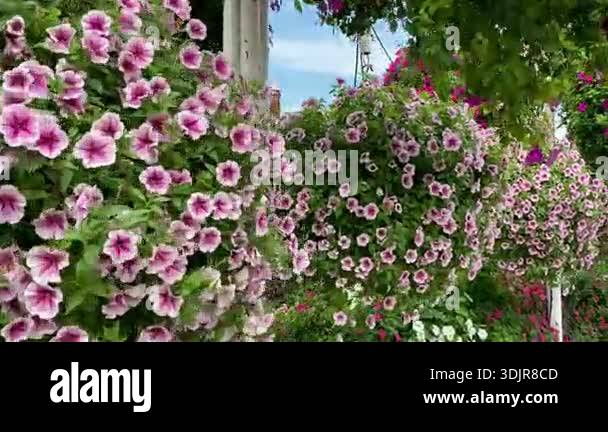 Petunias. Lots of petunias. Lots of flowers. Multicolored petunias ...