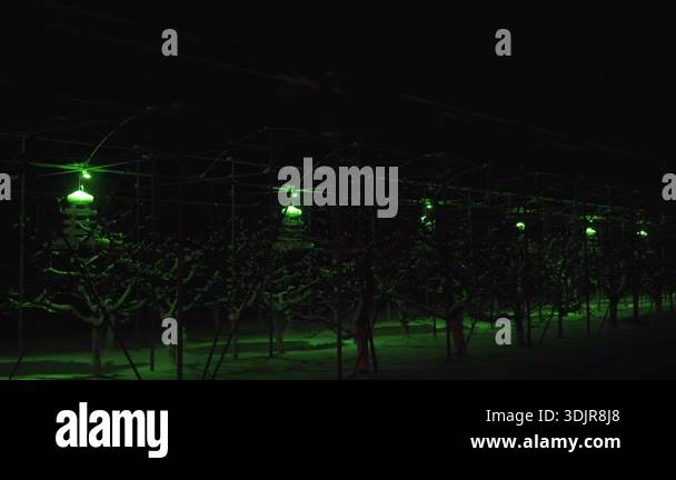 Perspective view of snow-covered fruit trees glowing under green lights ...