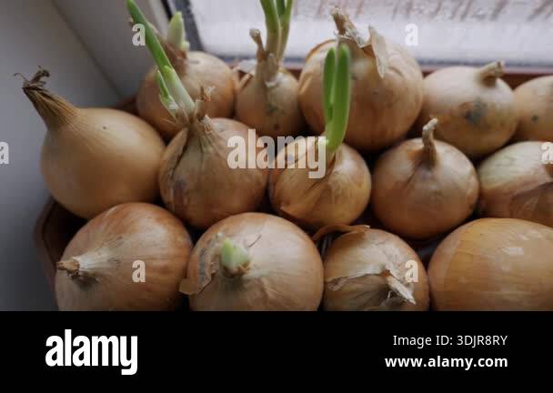 Yellow onion bulbs with fresh green shoots are sprouting in a tray on a ...