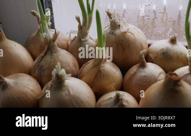 Yellow onion bulbs with green shoots sprout in a container on a ...