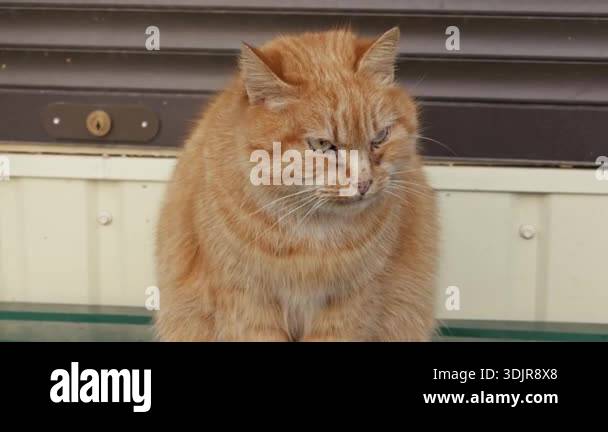 Large orange tabby cat with a grumpy face sits on a green bench. The ...