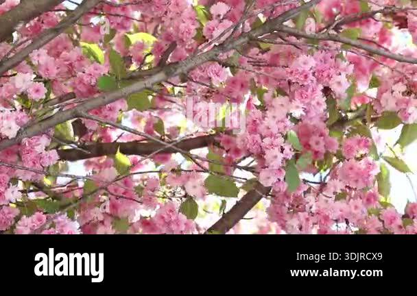 Decorative sakura tree (Japanese cherry) blooms magnificently with pink ...
