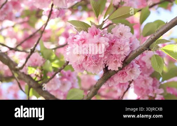 Decorative sakura tree (Japanese cherry) blooms magnificently with pink ...