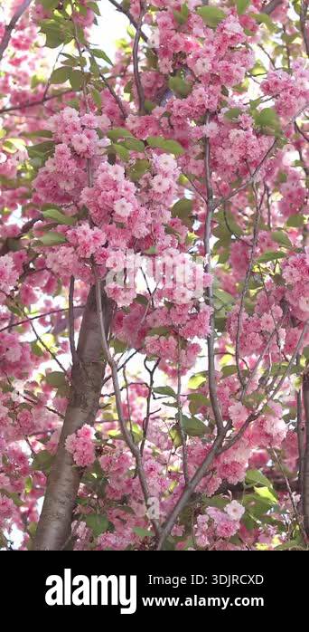 Decorative sakura tree (Japanese cherry) blooms magnificently with pink ...
