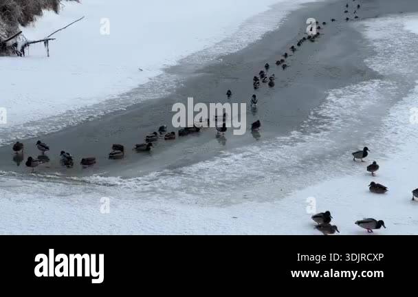 Group of ducks gathered on frozen river partially covered with snow in ...