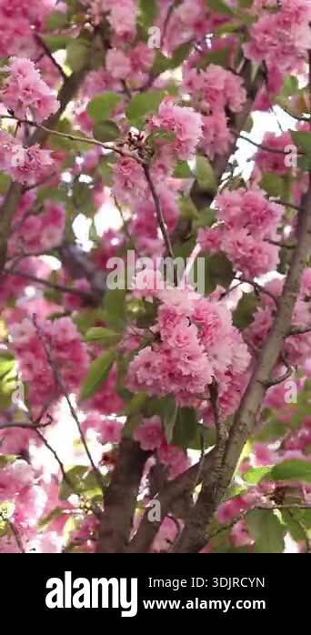 Decorative sakura tree (Japanese cherry) blooms magnificently with pink ...