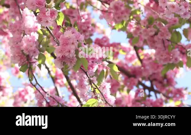 Decorative sakura tree (Japanese cherry) blooms magnificently with pink ...