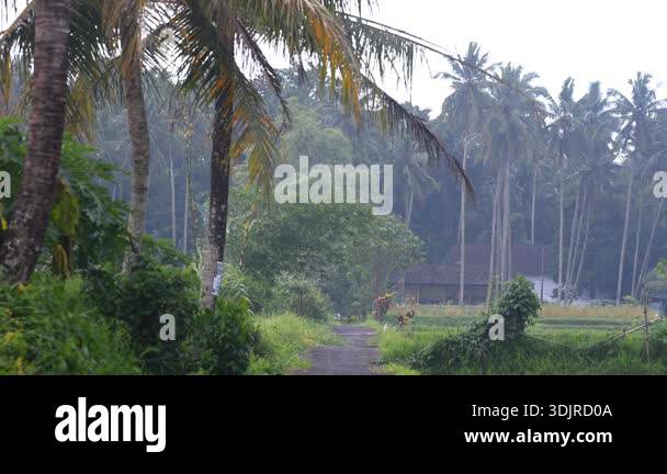 Rice field view during day time, with many coconut tree Stock Video ...