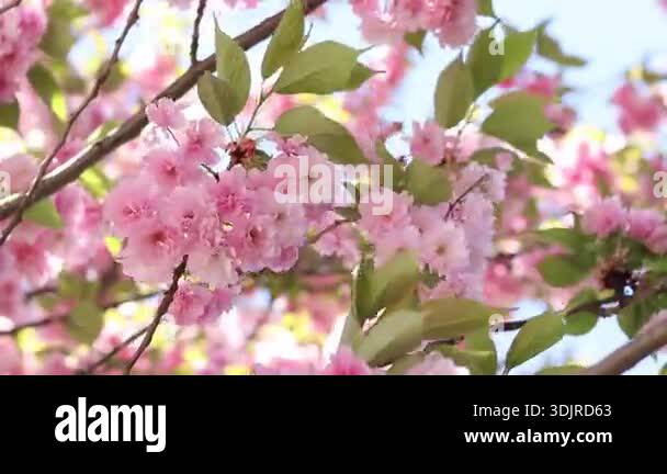 Decorative sakura tree (Japanese cherry) blooms magnificently with pink ...