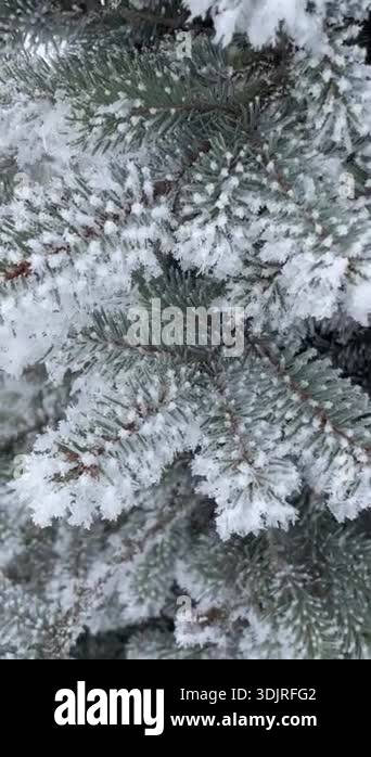spruce branches covered with hoarfrost in extreme cold. close-up winter ...