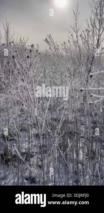 frost-covered plants and trees in a magical winter landscape under a ...