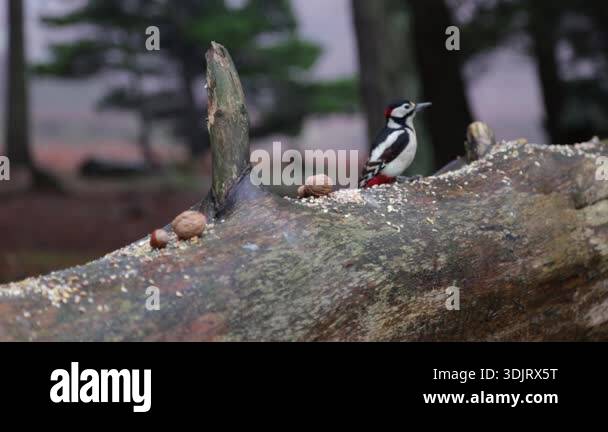 Greater Spotted Woodpecker foraging for food, on a log at Pow Hill ...
