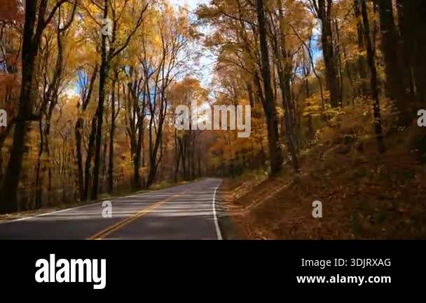 Winding road passes through forest filled with golden autumn leaves ...