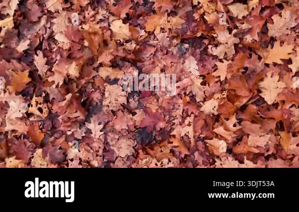 CloseUp Of Crunchy Oak Leaf Carpet On Forest Floor, Warm Brown Tones ...