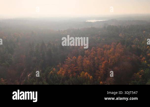Foggy Forest Canopy With Distant Lake Aerial Sweep Reveals Layered ...