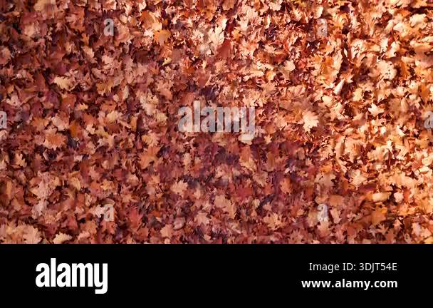 Orange Oak Leaves Carpet Covering Ground, Aerial Pan Over Dense Crunchy ...