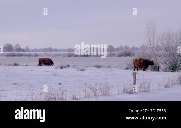 Highland Cattle Grazing Snowy Pasture Dawn, Wide FrostCovered Field ...