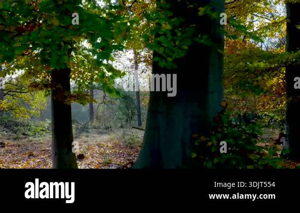 Dense Beech Trees In Misty Forest, Thick Trunks Rising From LeafStrewn ...