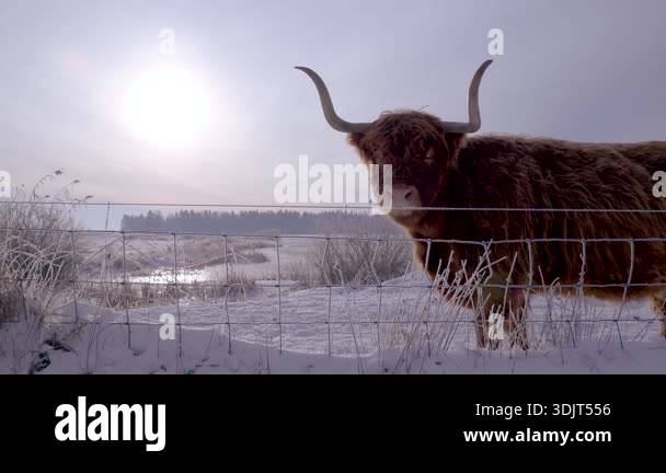 Close Highland Cow Behind Wire Fence Direct Gaze Frosted Whiskers Low ...