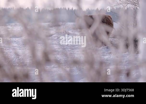 Frosted Grass Bokeh With Distant Cow Sparkling Ice Crystals Blurred ...