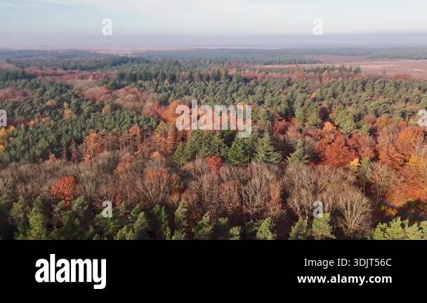 Aerial Autumn Forest Panorama Showing Canopy Vibrant Orange And Red ...