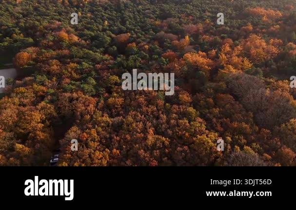 Aerial Autumn Forest Canopy With Vibrant Foliage Drone Glides Over ...