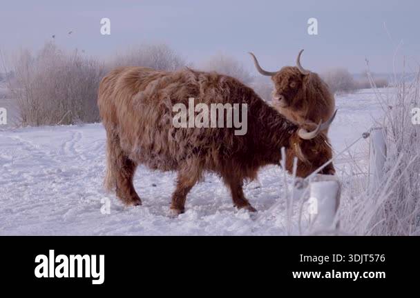 Two Highland Cows Near Icy Bucket Nose Nudge Mutual Sniffing Snow ...