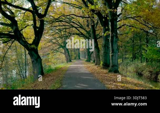Shaded TreeLined Avenue With Autumn Canopy Arching Overhead, Paved Path ...
