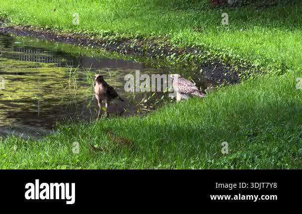 Two hawks stand at the edge of shallow water on bright green grass. The ...