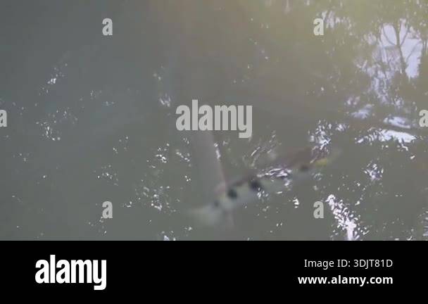 Abstract reflection water surface light flare calm mood, blurry fish ...